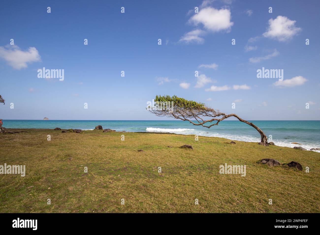 Nature in a special way, trees grow with the wind, on an open space by ...