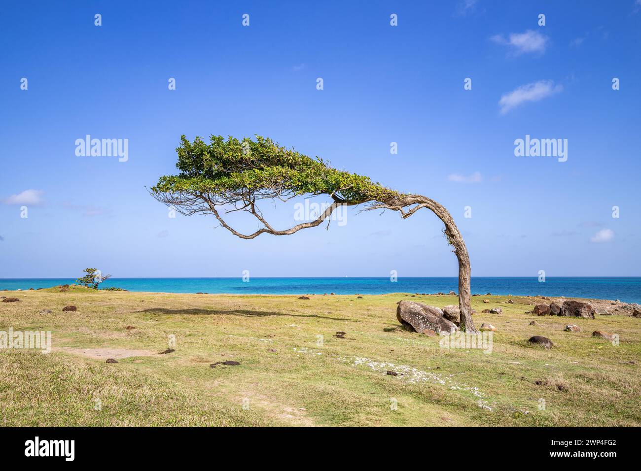 Nature in a special way, trees grow with the wind, on an open space by ...