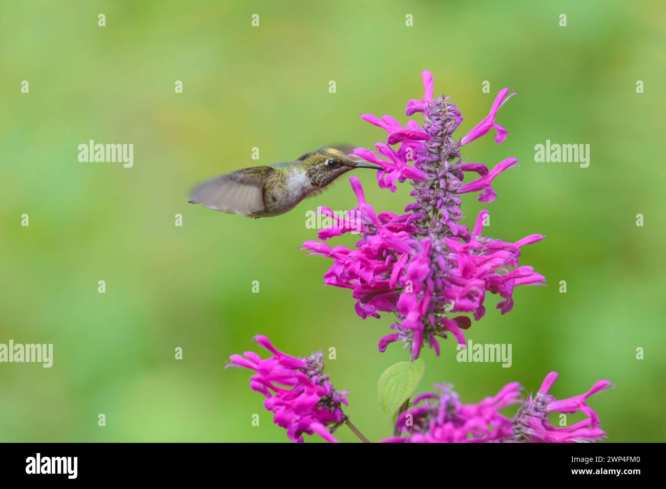 Female calliope hummingbird hi-res stock photography and images - Alamy