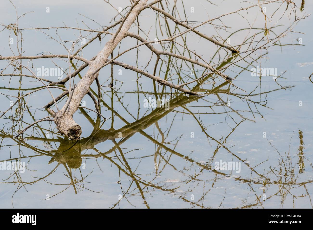 Tree branch laying in river reflecting itself in the water in Namhae ...