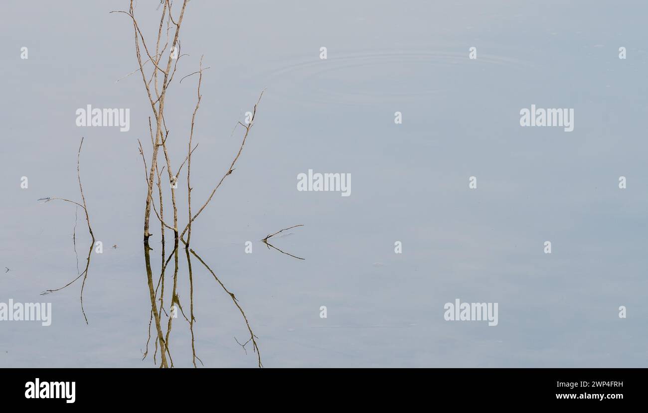 Closeup of twig growing out of the water with its reflection in the ...