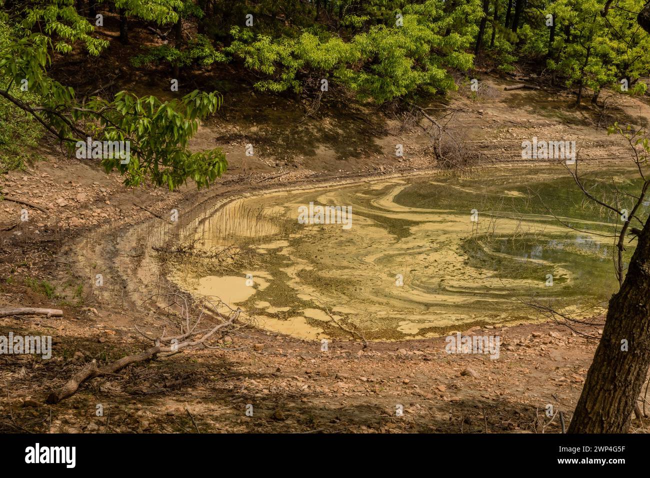 A parched pond bed covered with green algae and surrounded by trees, in ...