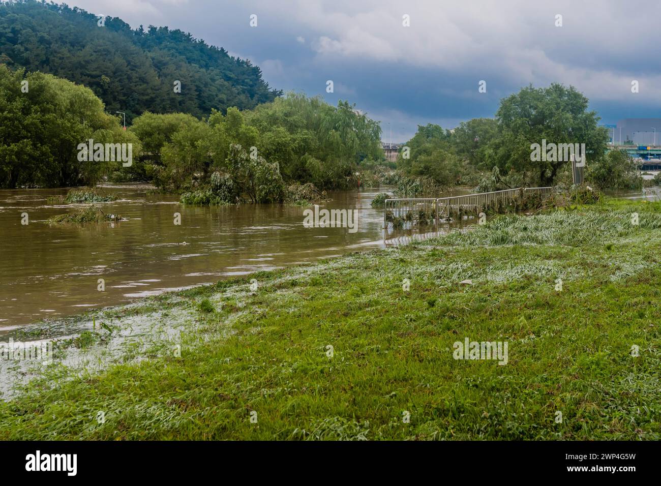 River overflowing its banks, flooding the surrounding trees and greenery, in South Korea Stock ...