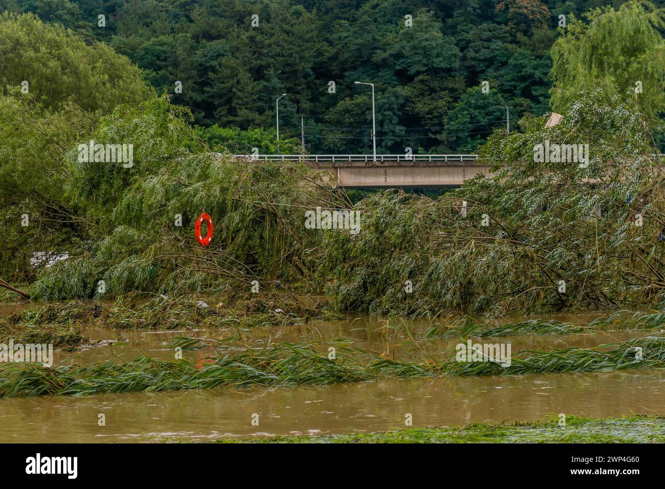 Damaged trees in flooded water with a bridge in the background under an ...
