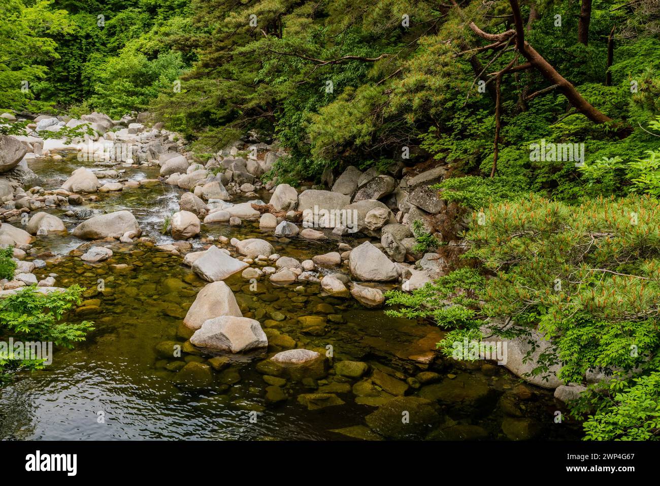 A calm stream meanders through a rock-strewn forest with reflective ...