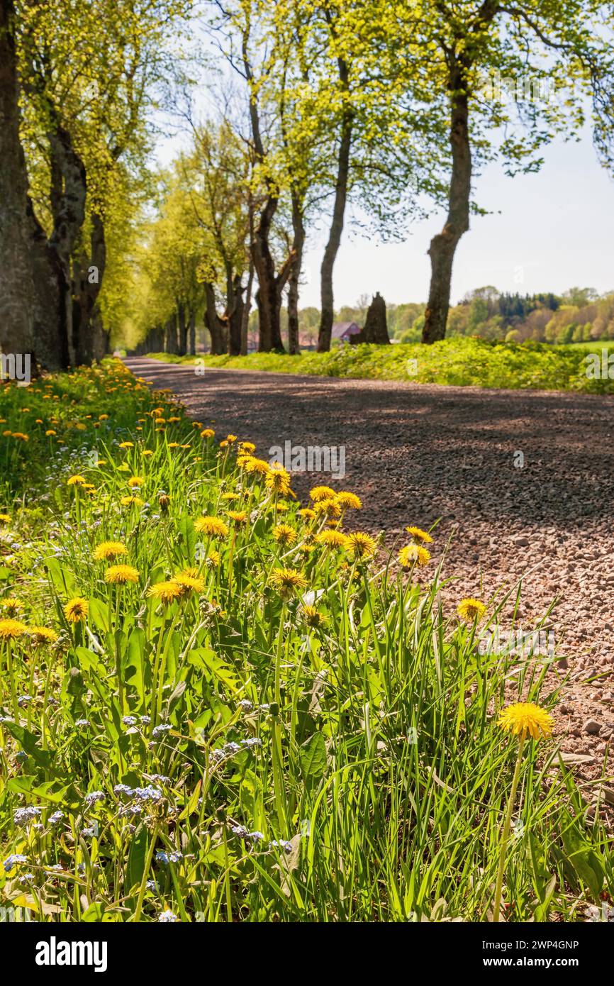 Tree lined gravel road with blooming dandelion flowers at the roadside ...