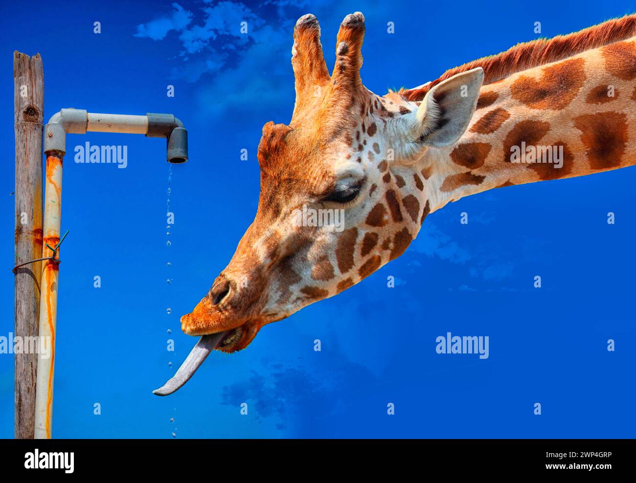 Symbolic photo, giraffe drinks drops from the tap, water shortage ...
