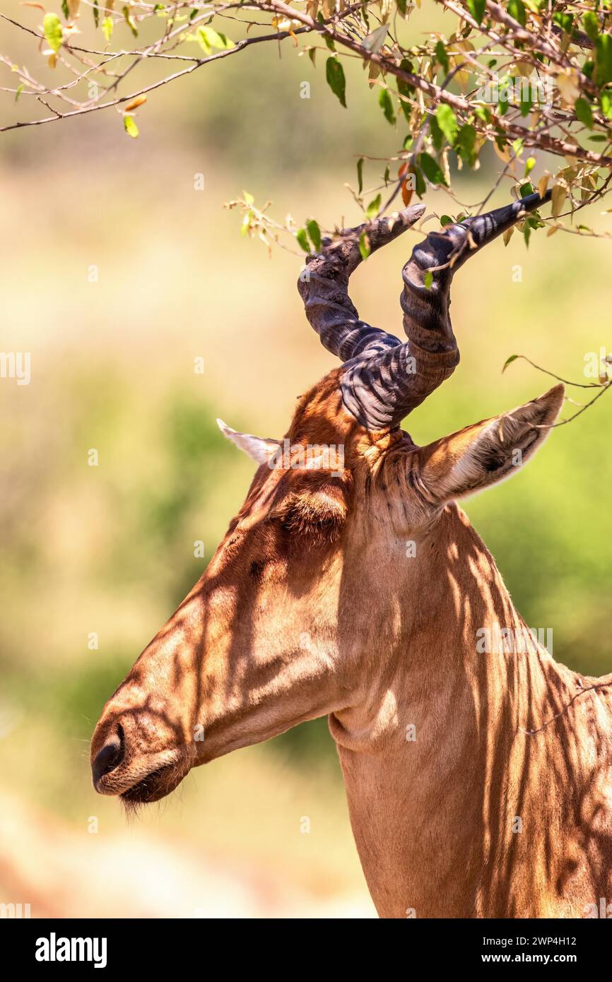 Hartebeest (Alcelaphus buselaphus) with big horns in the shade by a ...