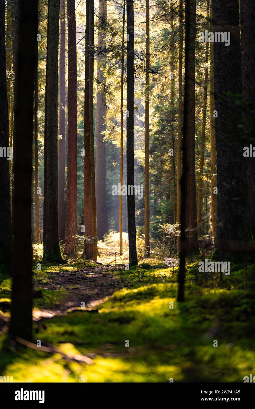 Peaceful forest path hi-res stock photography and images - Alamy