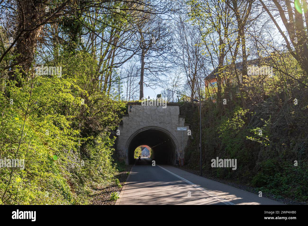 Springtime tunnel view of a road lined with trees, cycle path ...