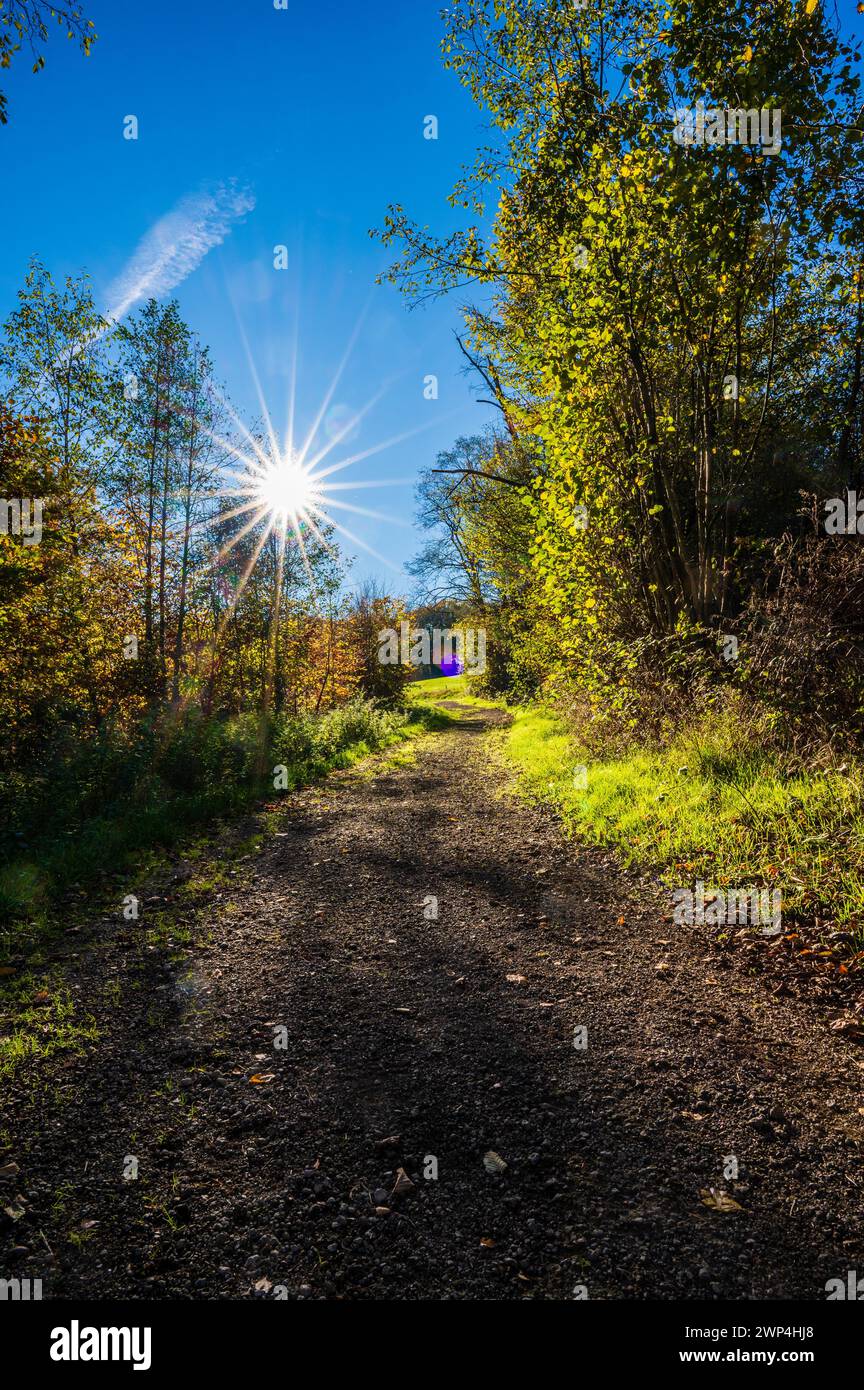 A sun-drenched forest path with bright green leaves and a bright blue ...