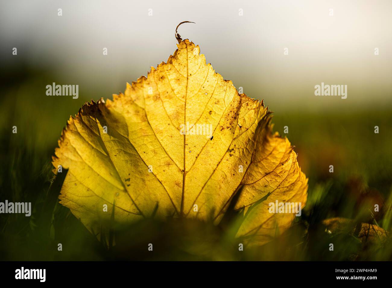 Linden leaf (Tilia) backlit on grass, Mindelheim, Unterallgaeu, Bavaria ...