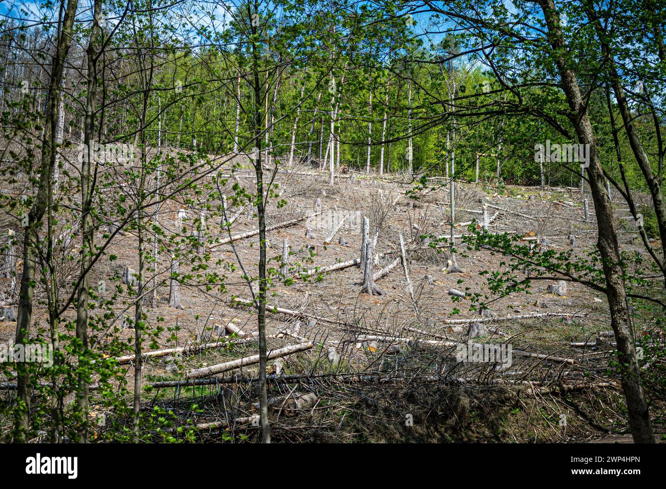 Cleared forest area with cut down tree trunks on the ground ...