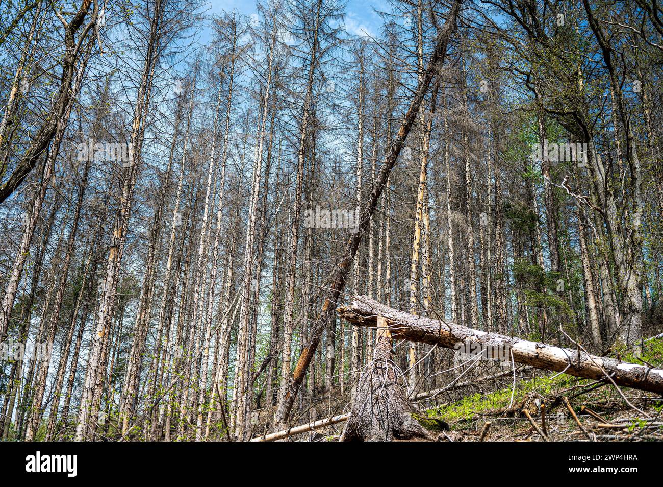 Fallen tree trunks after pest infestation in the forest area under a sunny sky, Felderbachtal ...