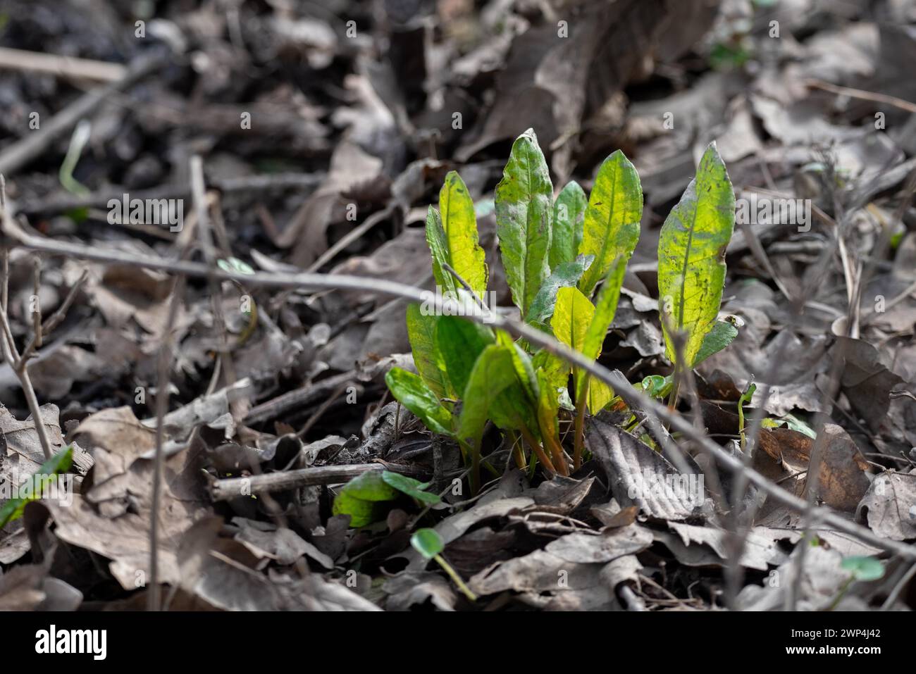 Wild sorrel, young green plant breaking through old brown leaves on the ...