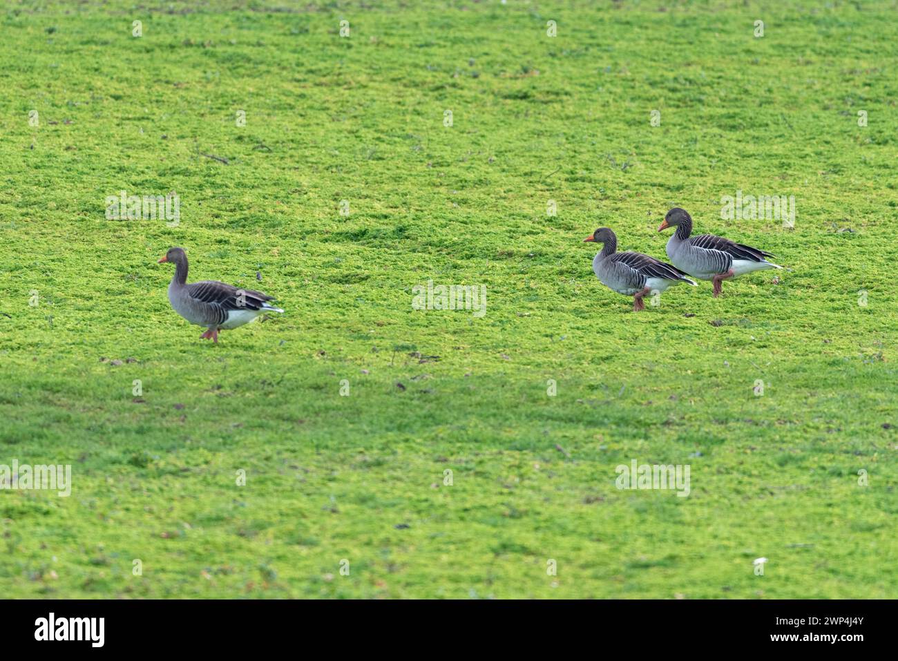 Three wild geese stand hi-res stock photography and images - Alamy