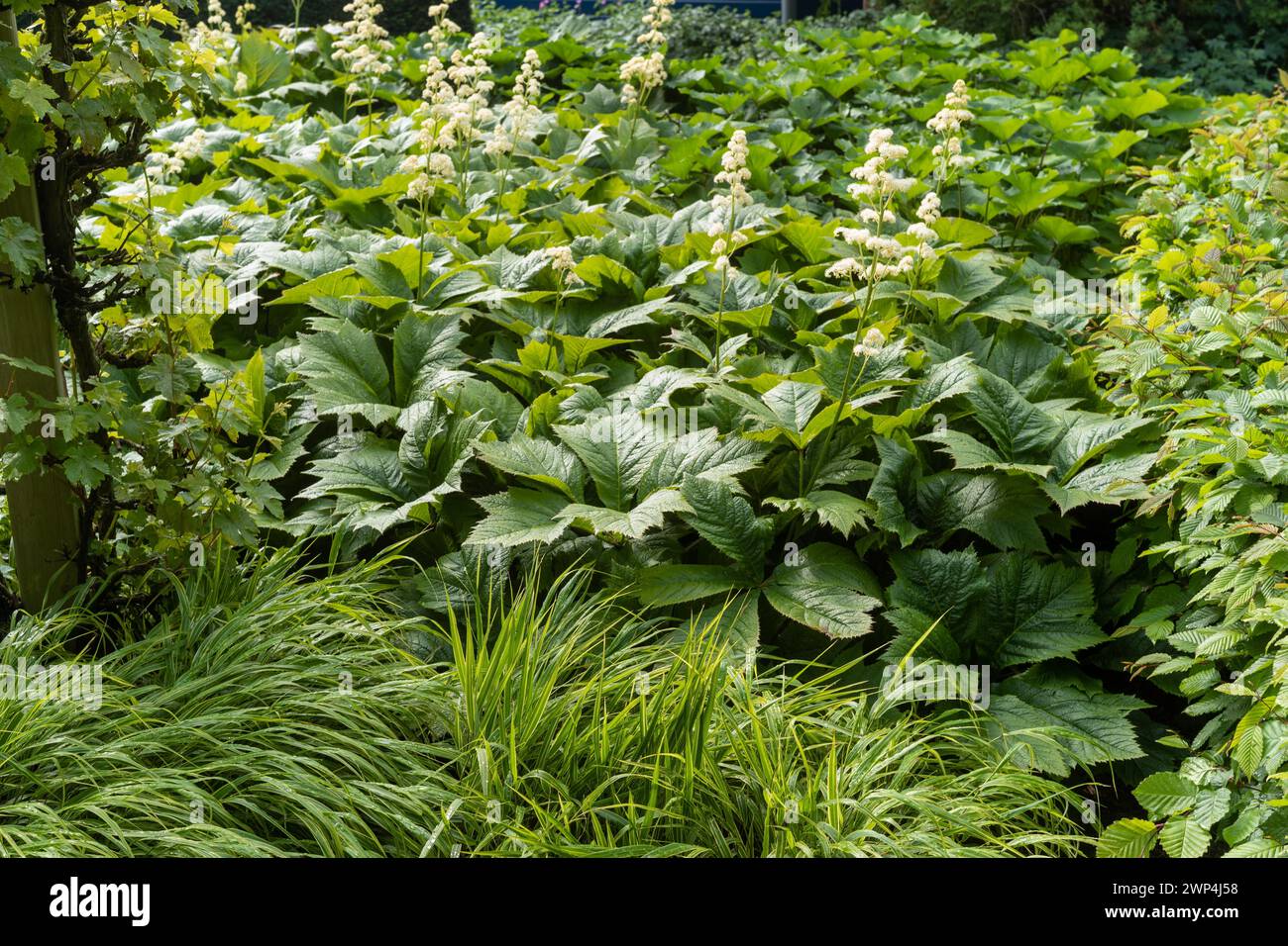 Densely growing plants with large leaves create a green garden ensemble ...