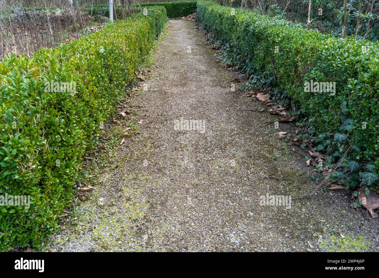 Gravel path surrounded by green hedges in a garden Stock Photo - Alamy