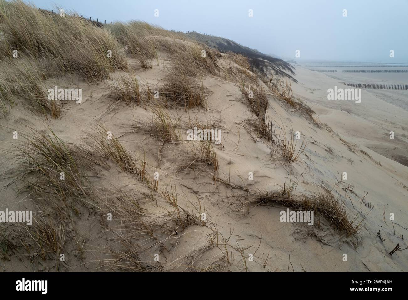 Extensive dune landscape grass hi-res stock photography and images - Alamy