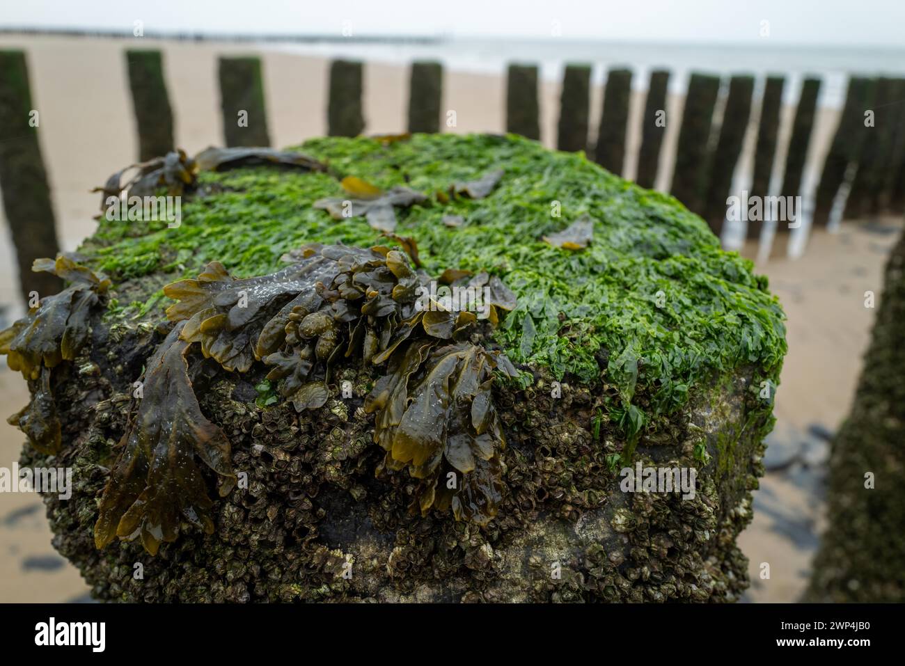 Groynes beach view hi-res stock photography and images - Alamy