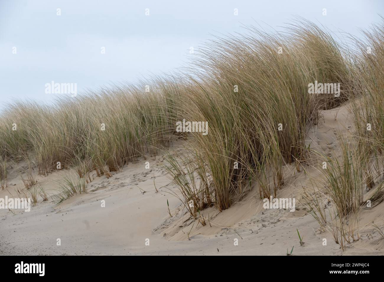Beach dune grass swaying hi-res stock photography and images - Alamy