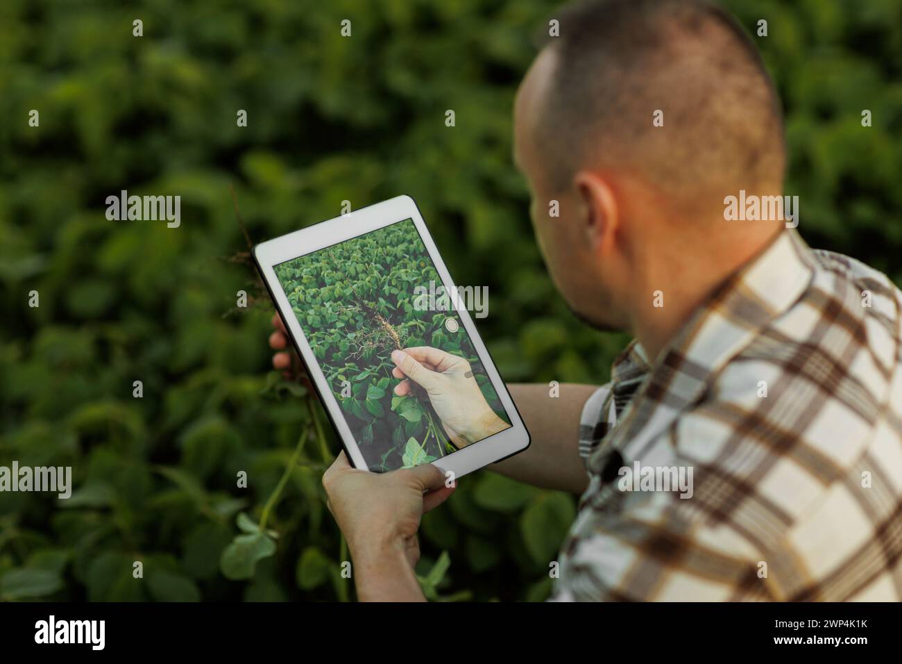 Male farmer or agronomist uses digital tablet to analyse and check the ...