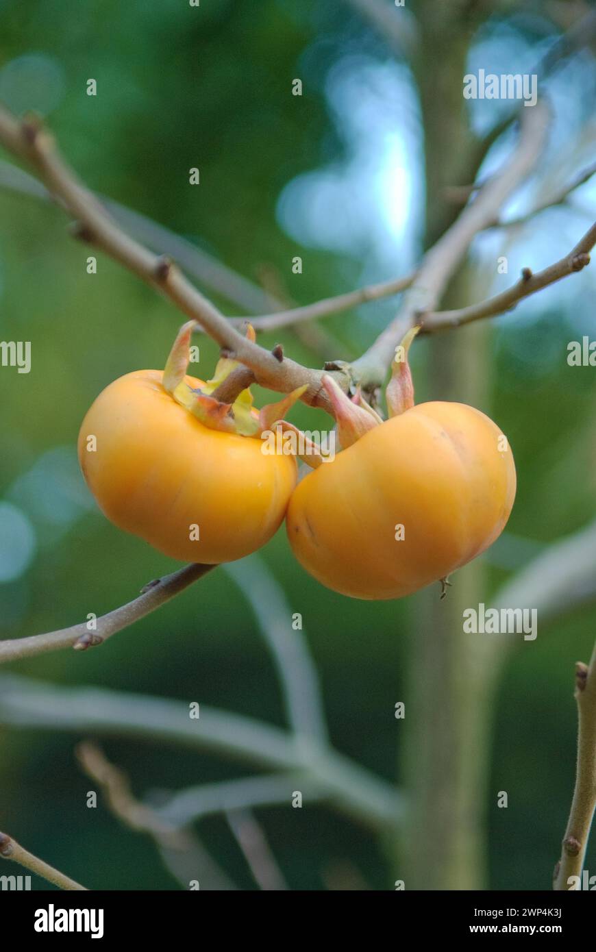 Kaki diospyros ebenaceae hi-res stock photography and images - Alamy