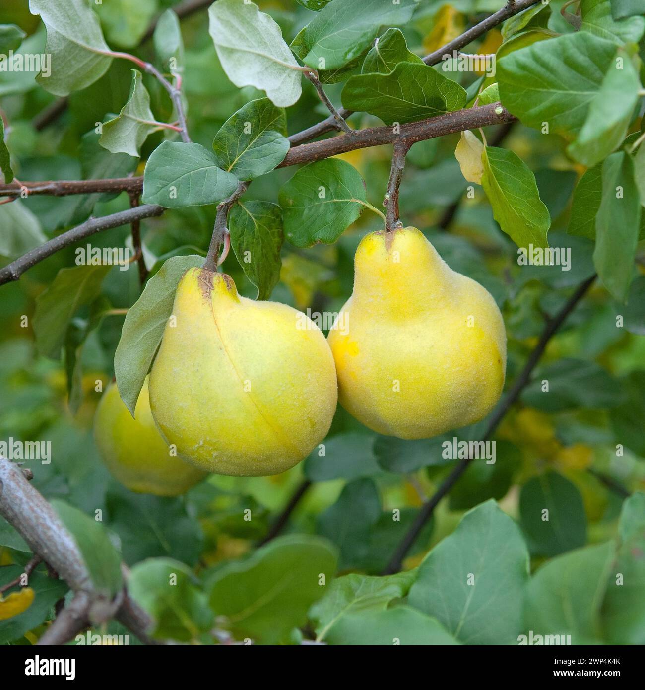 Cydonia oblonga fruit and twig hi-res stock photography and images - Alamy