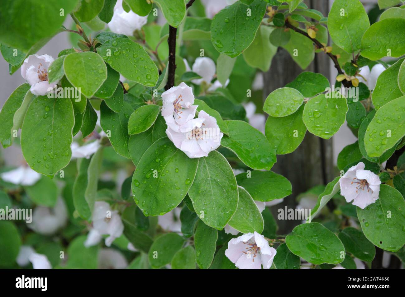 Quince (Cydonia oblonga), Saxony, Germany Stock Photo - Alamy