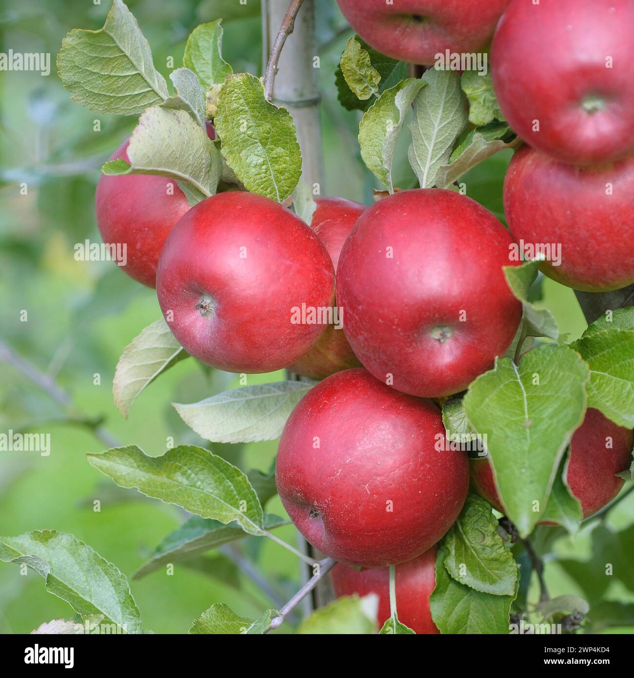 Jonathan apple hi-res stock photography and images - Alamy