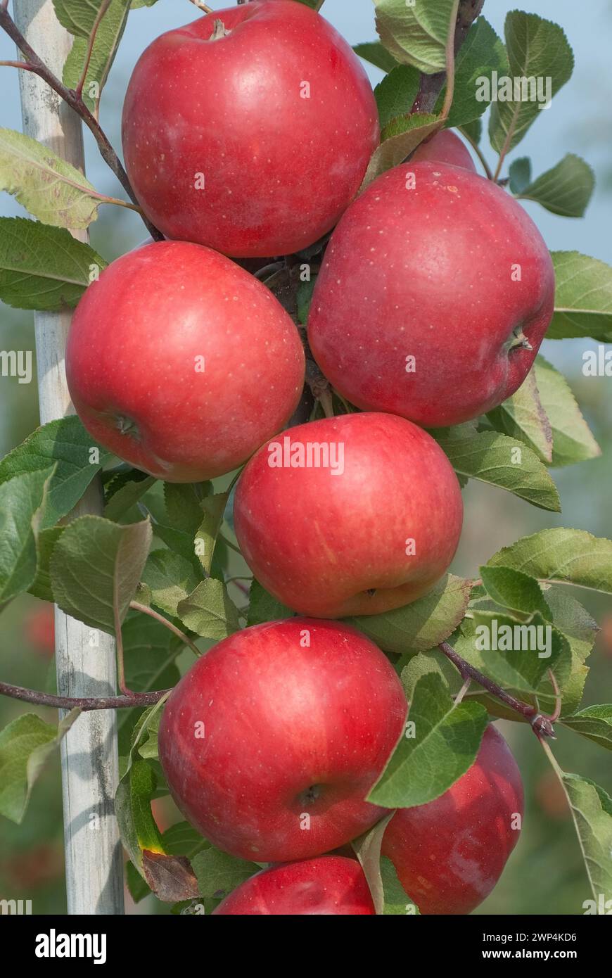 Topaz apple malus hi-res stock photography and images - Alamy