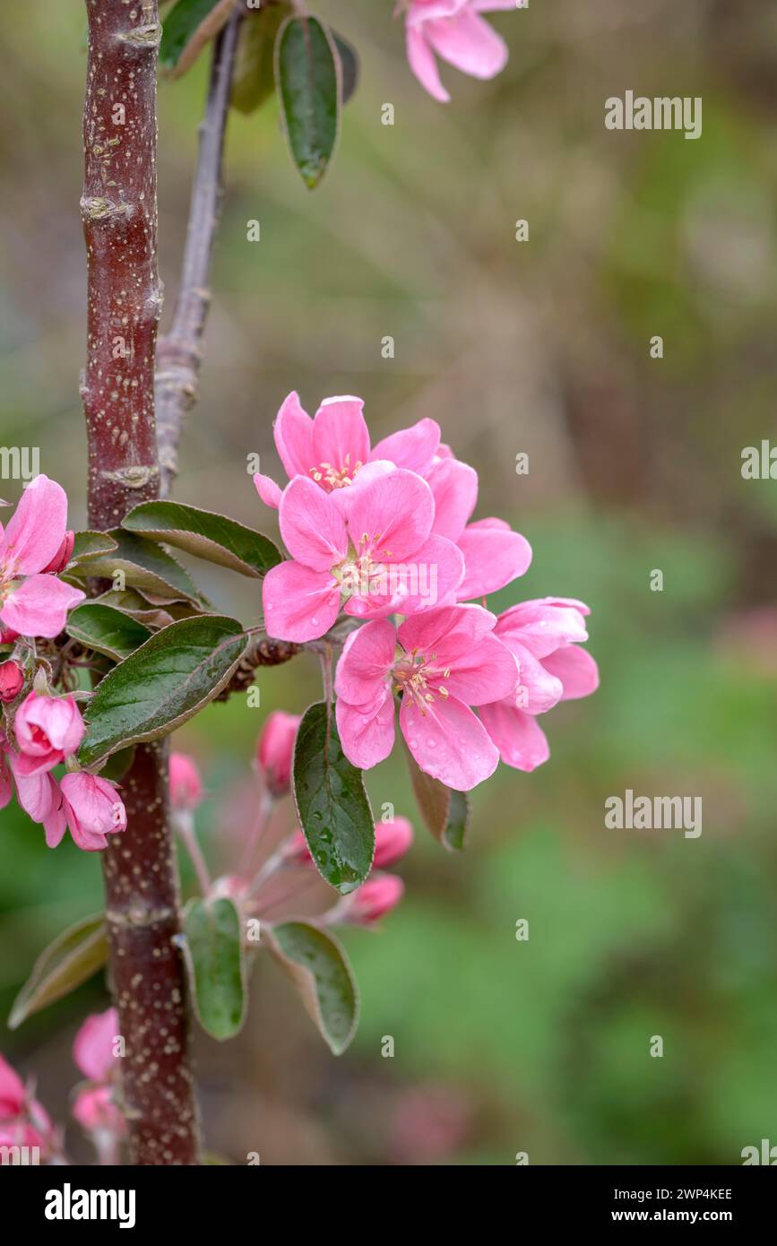 Columnar apple (Malus domestica 'Maypole'), Dahme, Brandenburg, Germany ...
