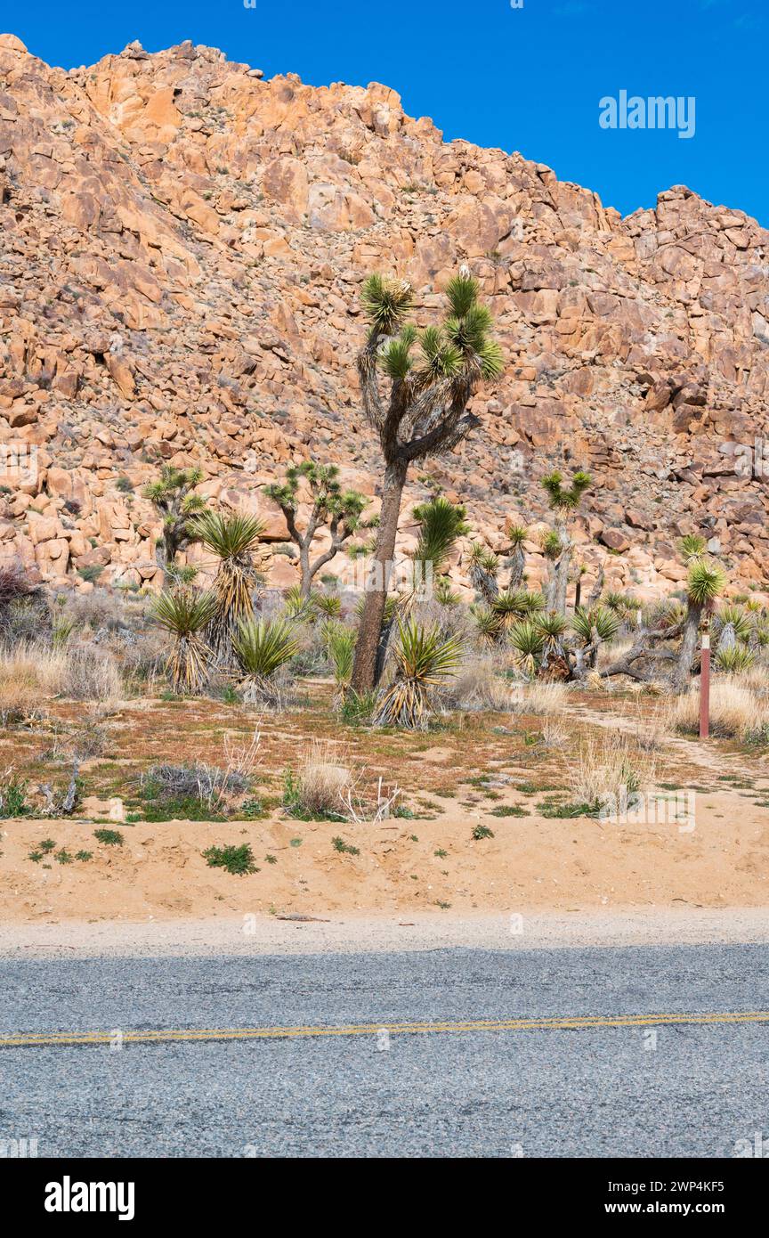 A Joshua Tree off of the side of the road stands tall inside of Joshua ...