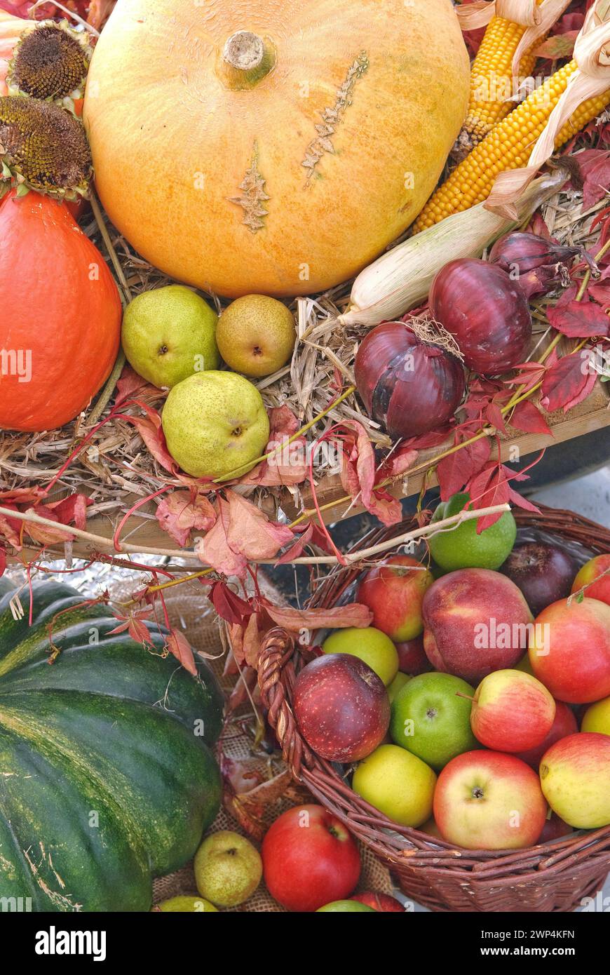 Harvest, apple (Malus domestica), pumpkin (Cucurbita) onion, Pillnitz ...