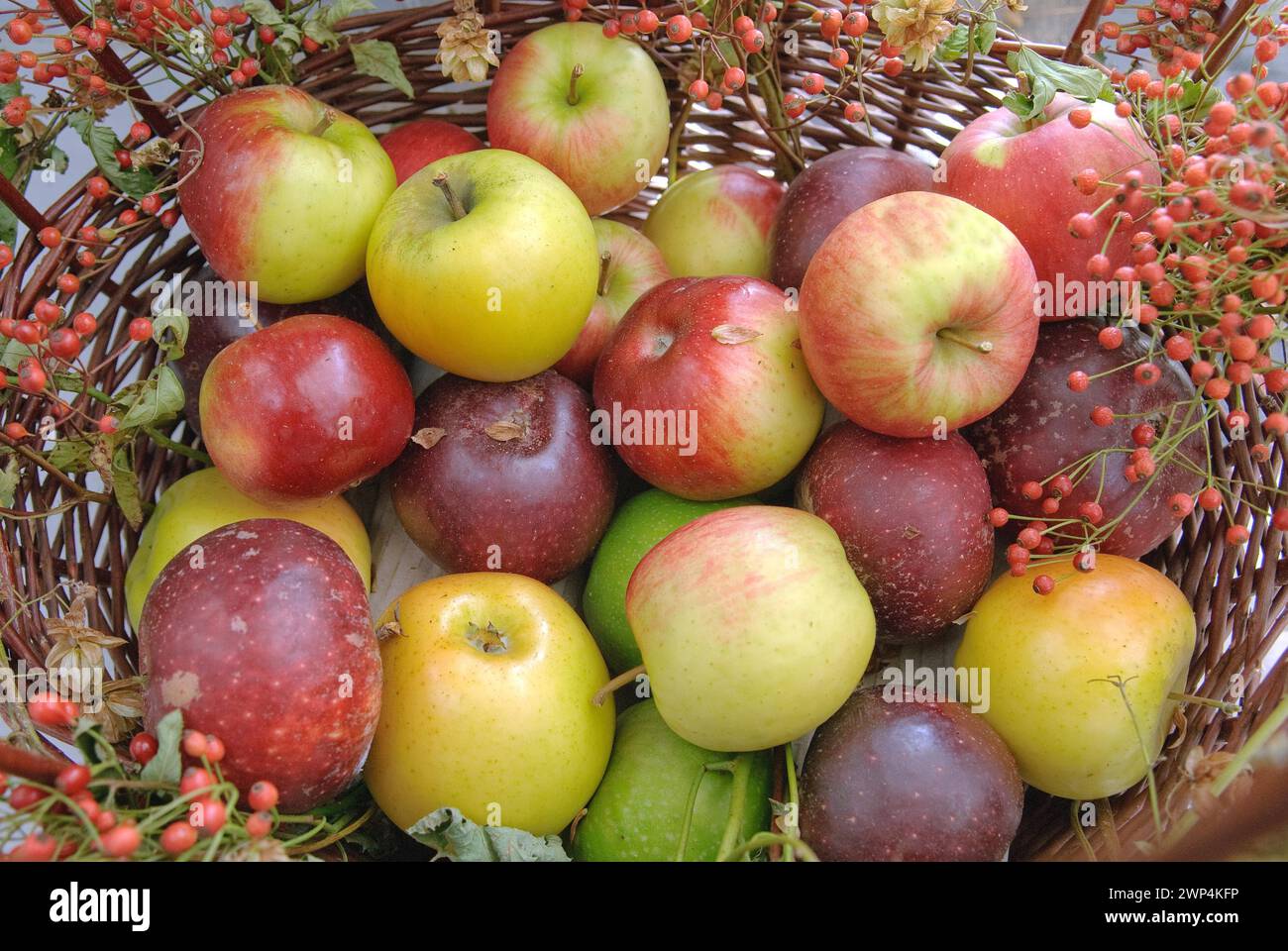 Harvest, apple (Malus domestica), multiflora rose (Rosa multiflora ...