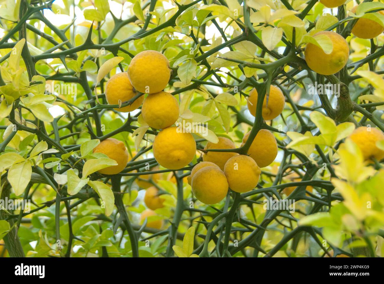 Trifoliate orange (Poncirus trifoliata Stock Photo - Alamy