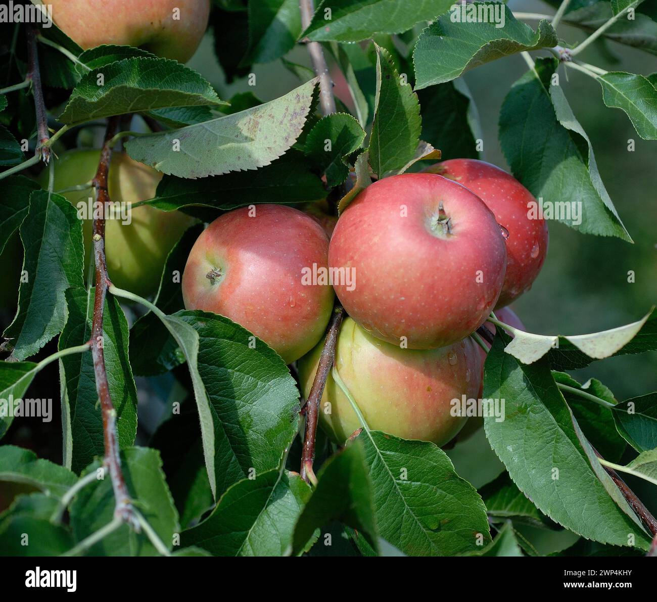 Topaz apple malus hi-res stock photography and images - Alamy