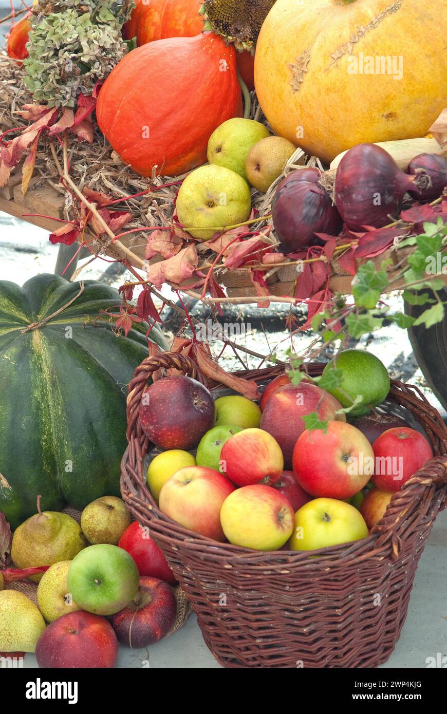 Harvest, apple (Malus domestica), pumpkin (Cucurbita) onion, Pillnitz ...