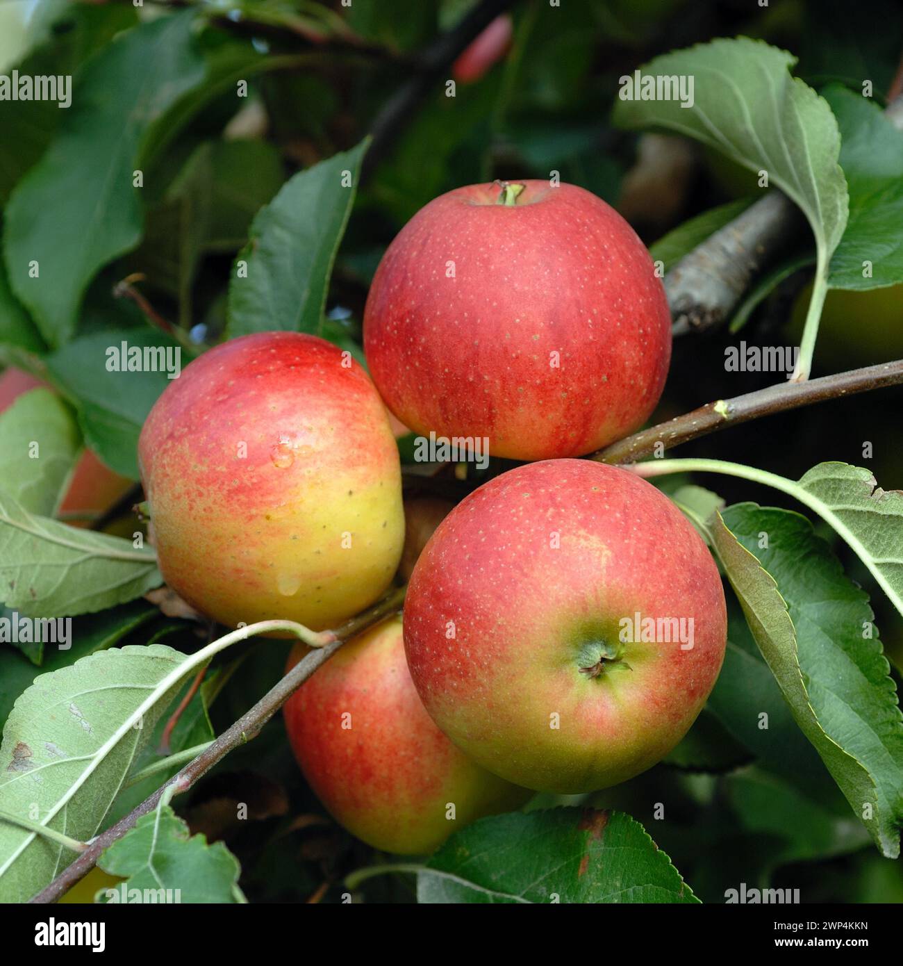 Apple tree malus domestica elstar hi-res stock photography and images ...