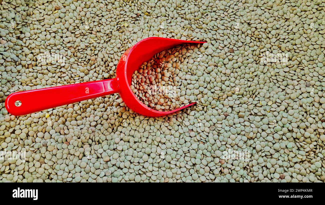 Loose lentil bean seeds with a red plastic scoop in a supermarket self ...
