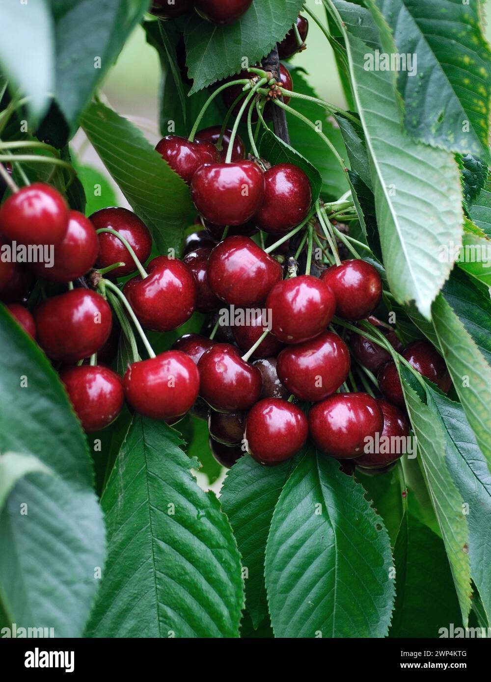 Prunus sunburst hi-res stock photography and images - Alamy
