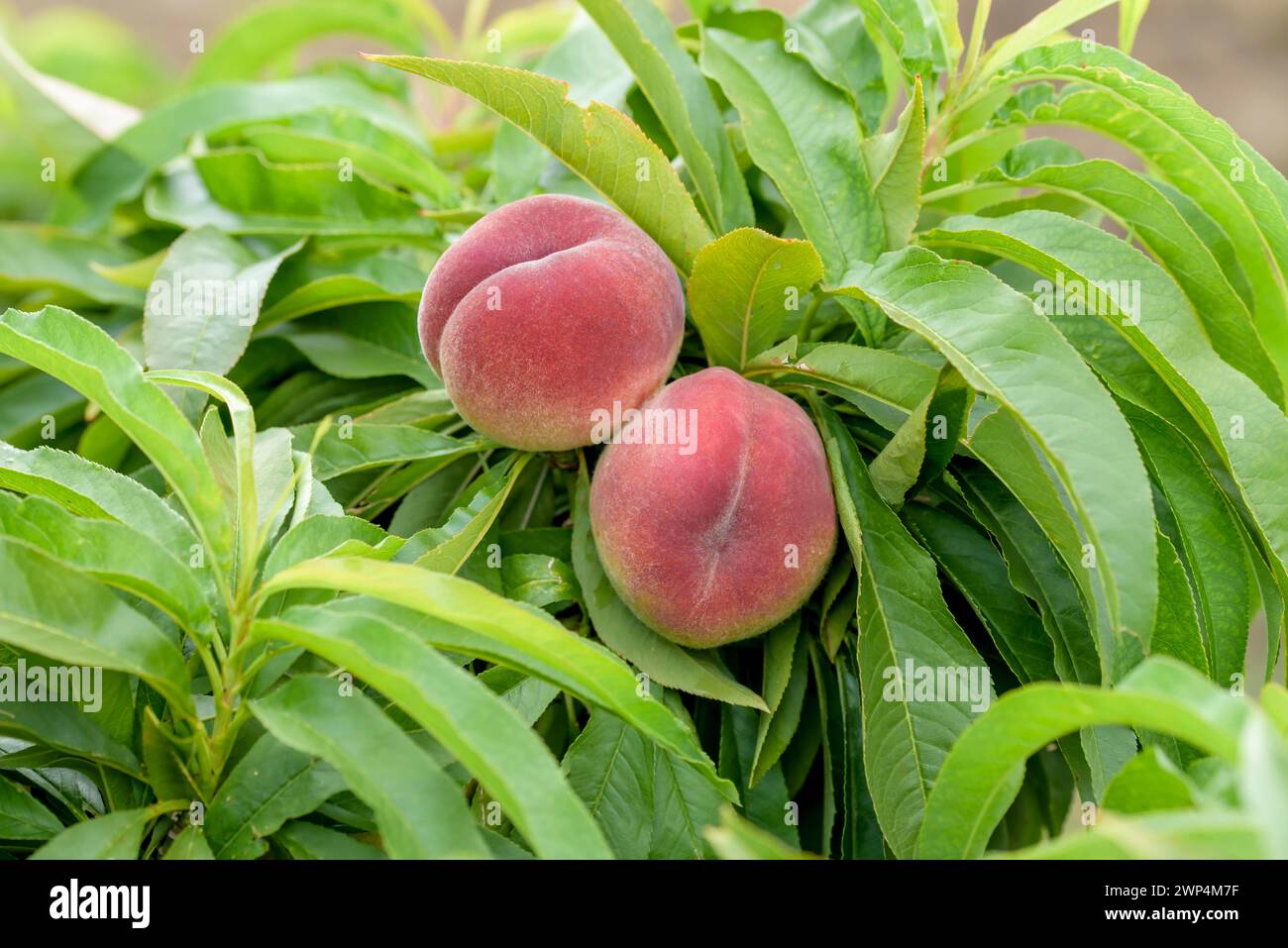 Dwarf peach (Prunus persica 'Bonanza'), Schreiber KG tree and vine nursery, Poysdorf, Lower ...