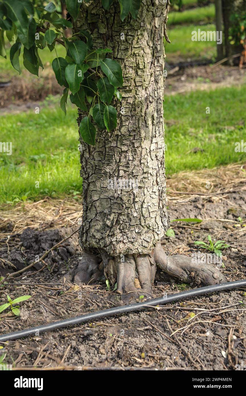 Pear quince rootstock hi-res stock photography and images - Alamy