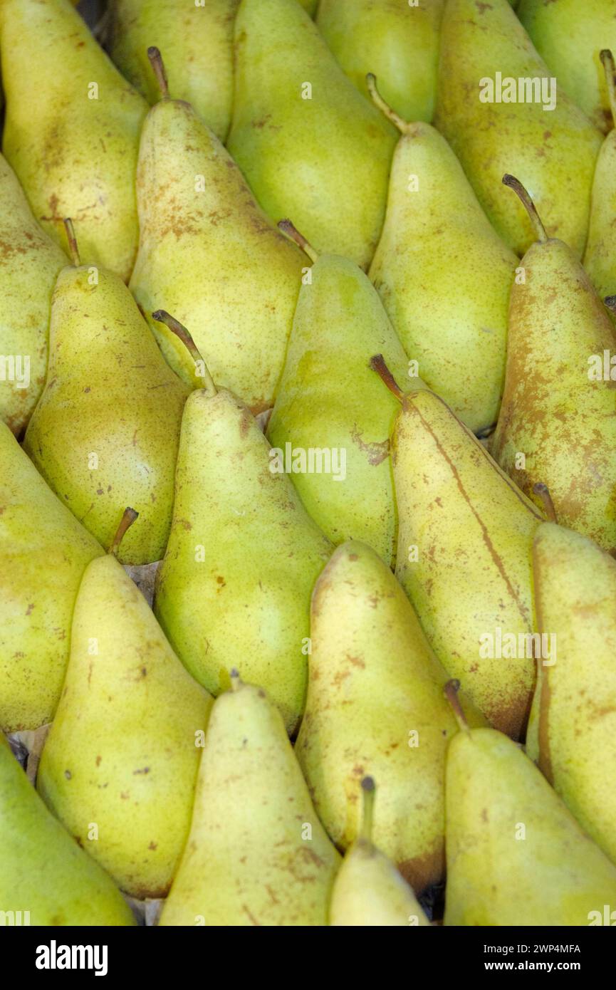 Pear (Pyrus communis 'Concorde' Stock Photo - Alamy