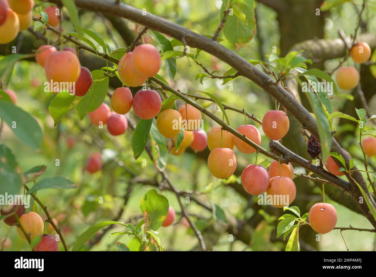 Chinese plum tree hi-res stock photography and images - Alamy