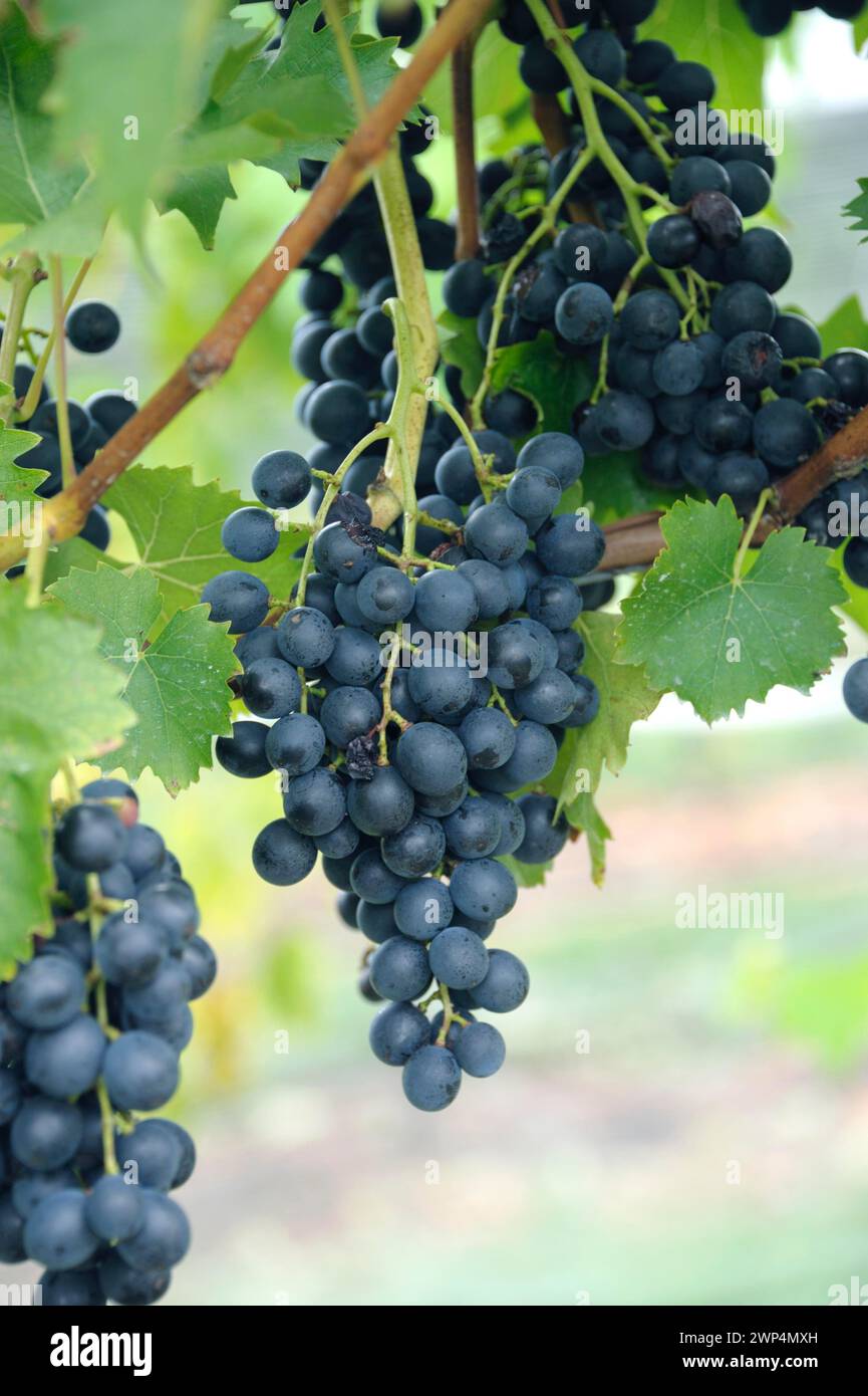 Grapevine (Vitis 'Muscat Bleu' Stock Photo - Alamy