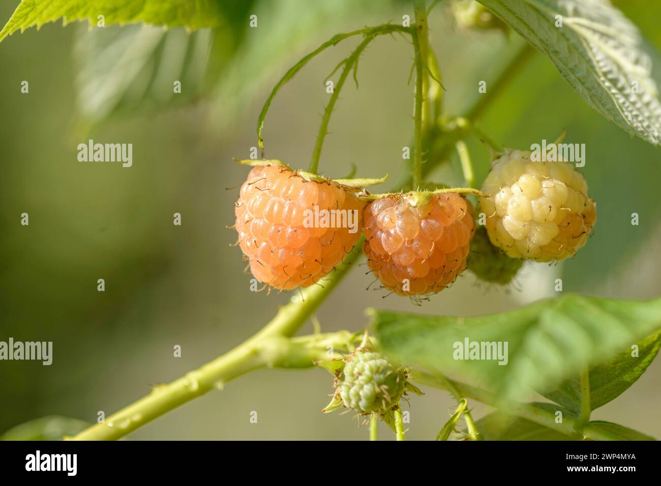 Yellow raspberry (Rubus idaeus 'Poranna Rosa'), district orchard ...