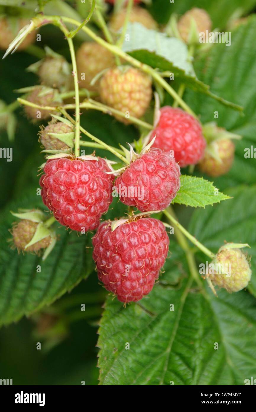 Raspberry (Rubus idaeus 'Sugana' TWOTIMER Stock Photo - Alamy