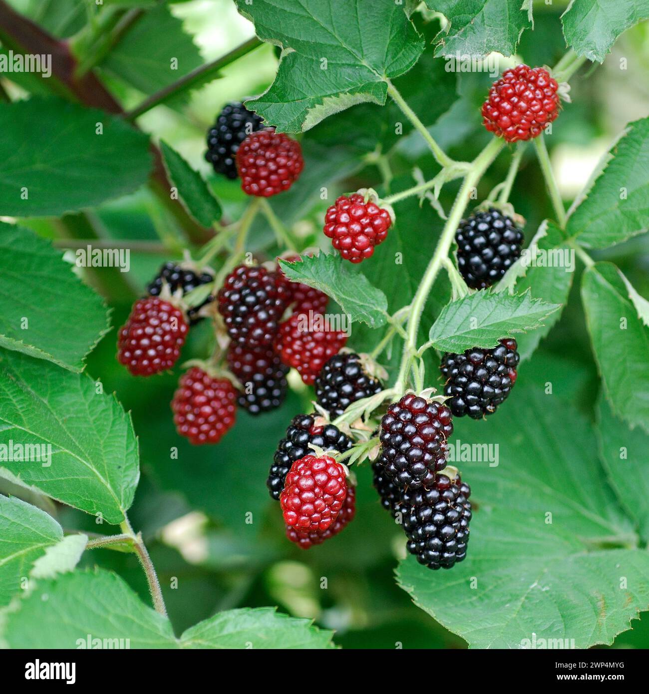 Waters loch tay hi-res stock photography and images - Alamy