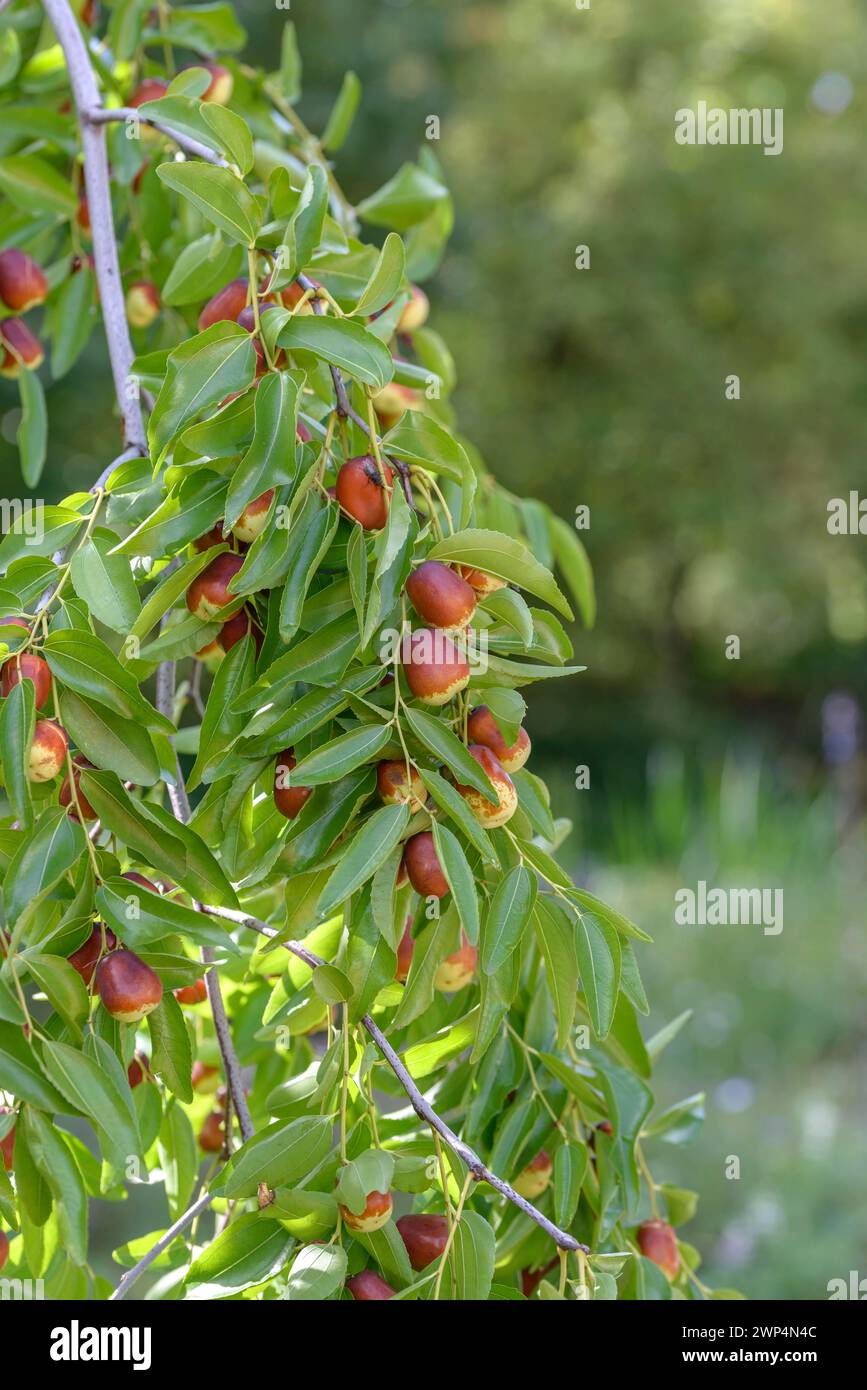 Chinese date (Ziziphus jujuba 'Lang'), Staatliche Lehr- und ...